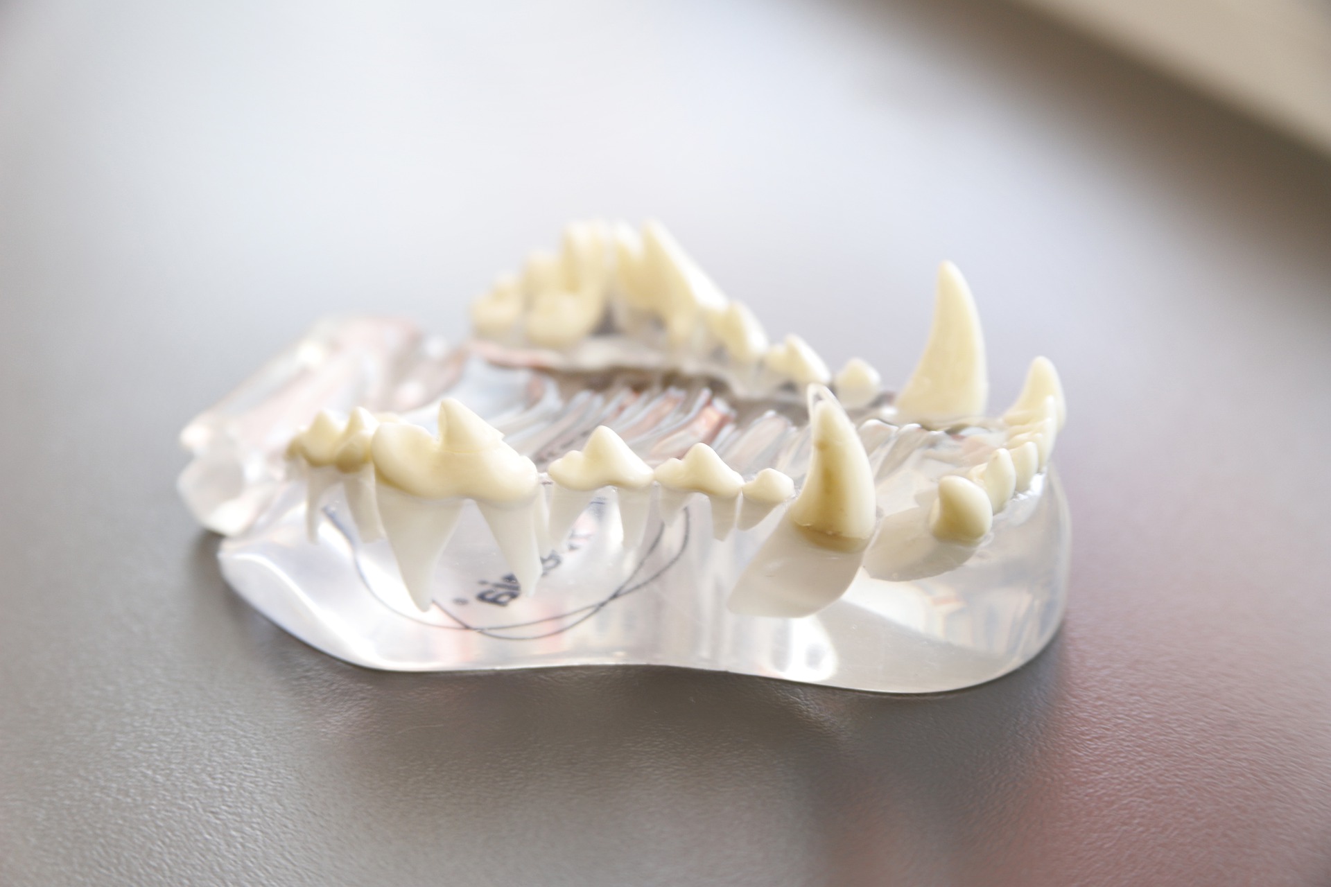 14 tipů, jak pečovat o zuby psa (dentální hygiena psů) - GentleDogs